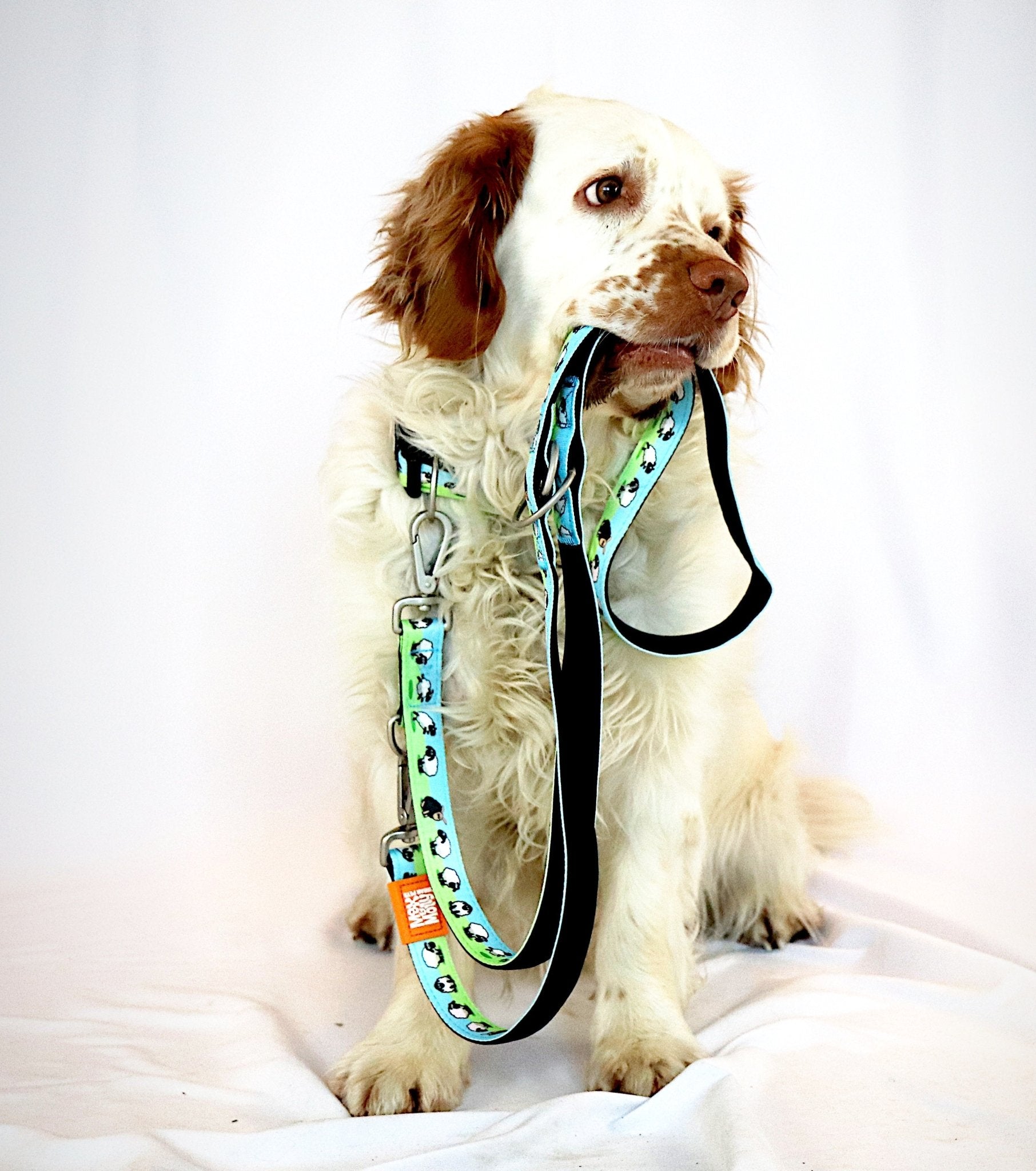 Dog Collars & Harnesses | Reflective & LED Options – Woofy and Whiskers